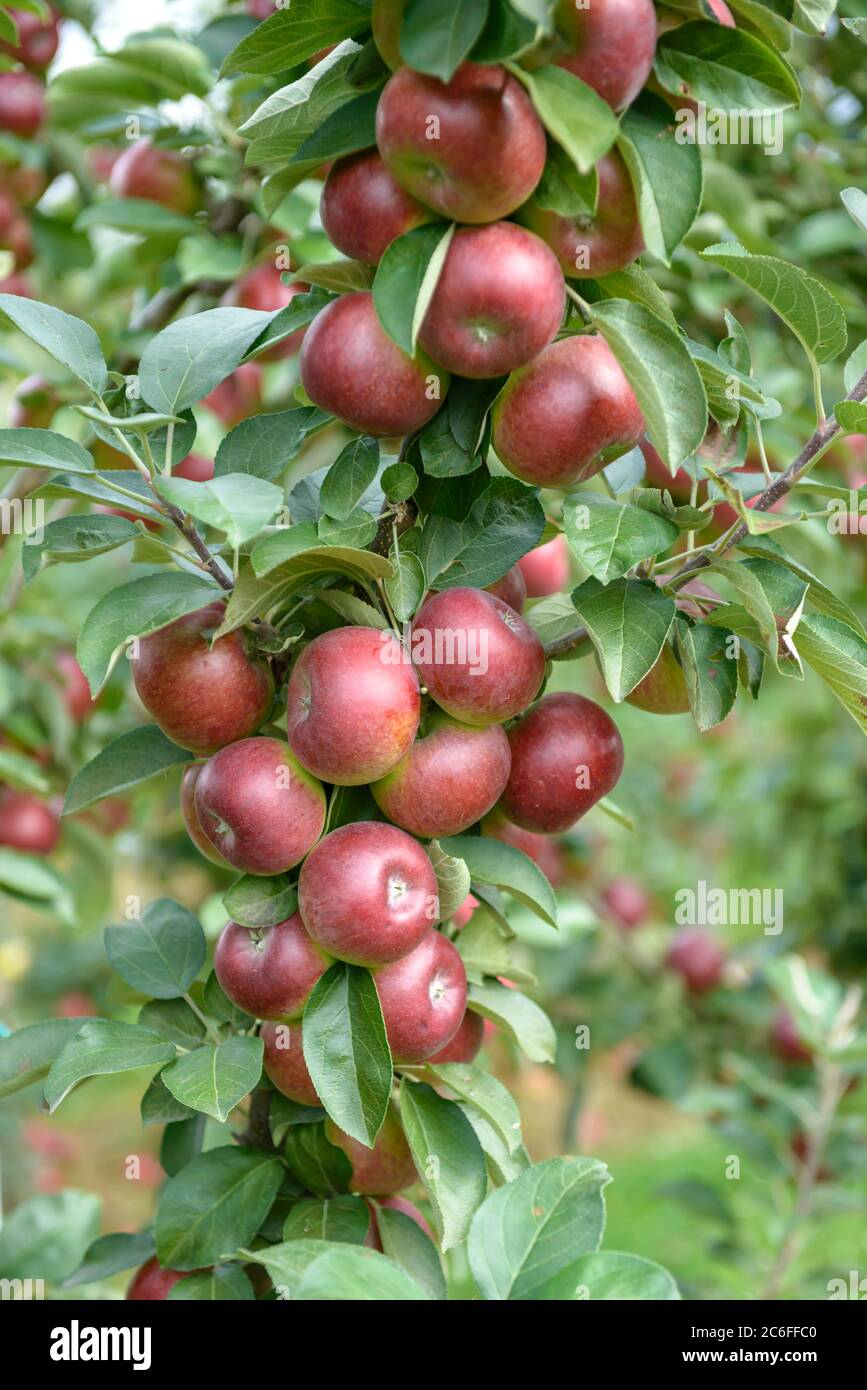 Saeulen-Apfel, Malus domestica FLAMENCO, Pillar apple, Malus domestica ...