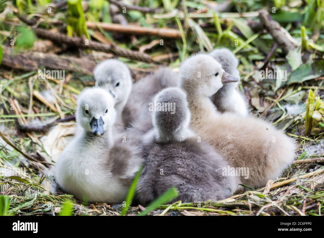 Swan baby cygnet cuddling together to keep their body warm in the ...