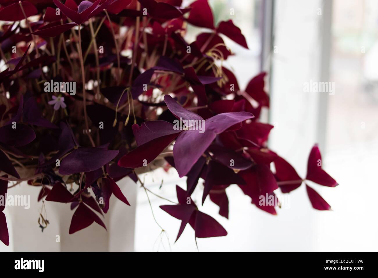 Red triangular leaves of a home plant Stock Photo - Alamy