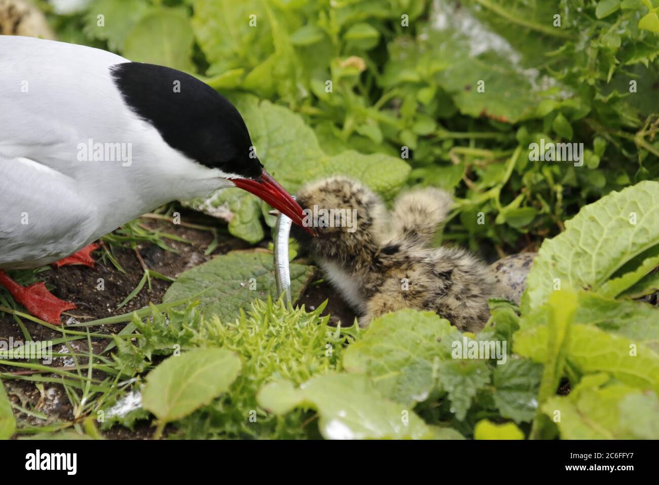 Terns of the world hi-res stock photography and images - Alamy
