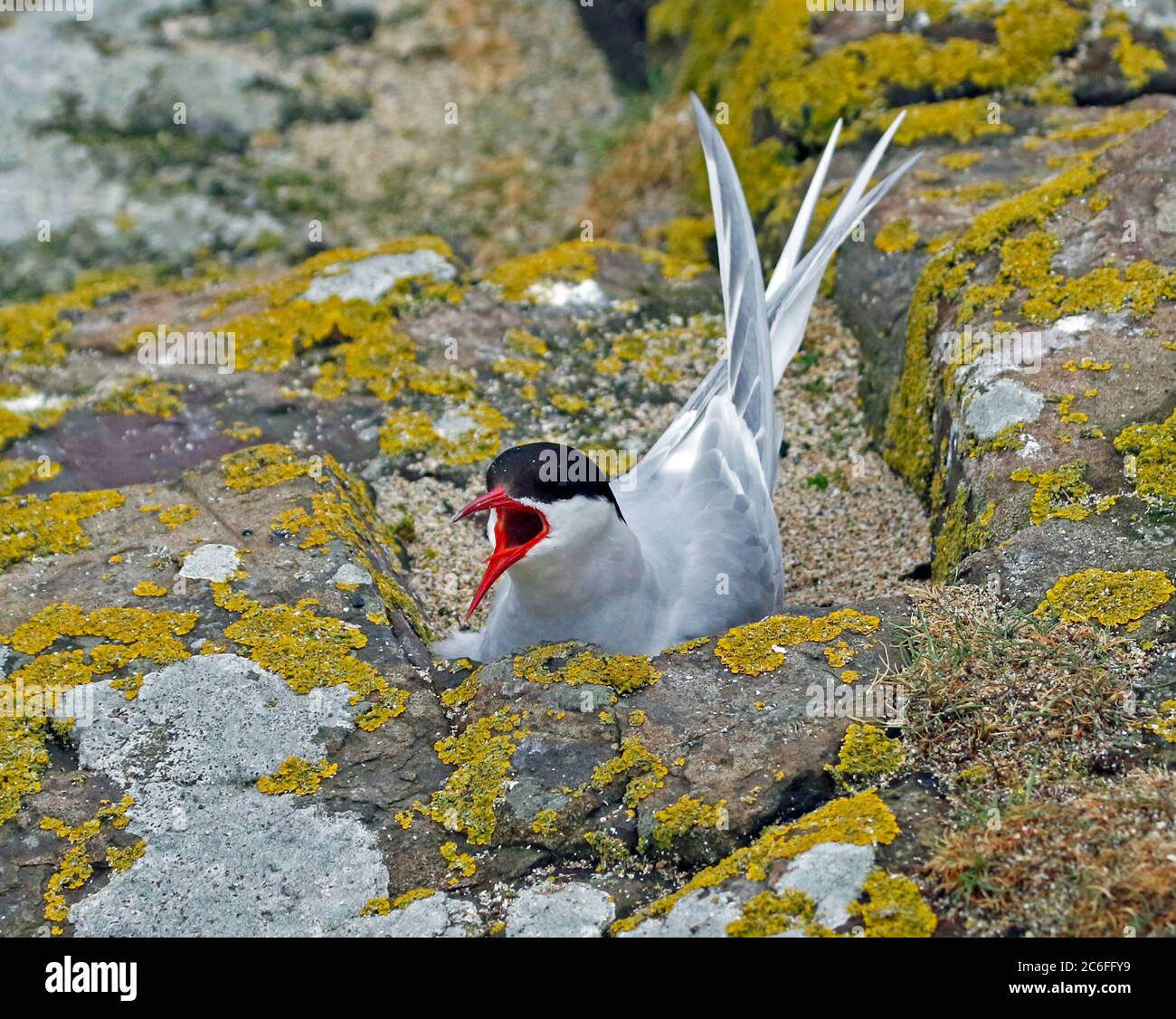 Arctic tern at nest site with chicks Stock Photo - Alamy