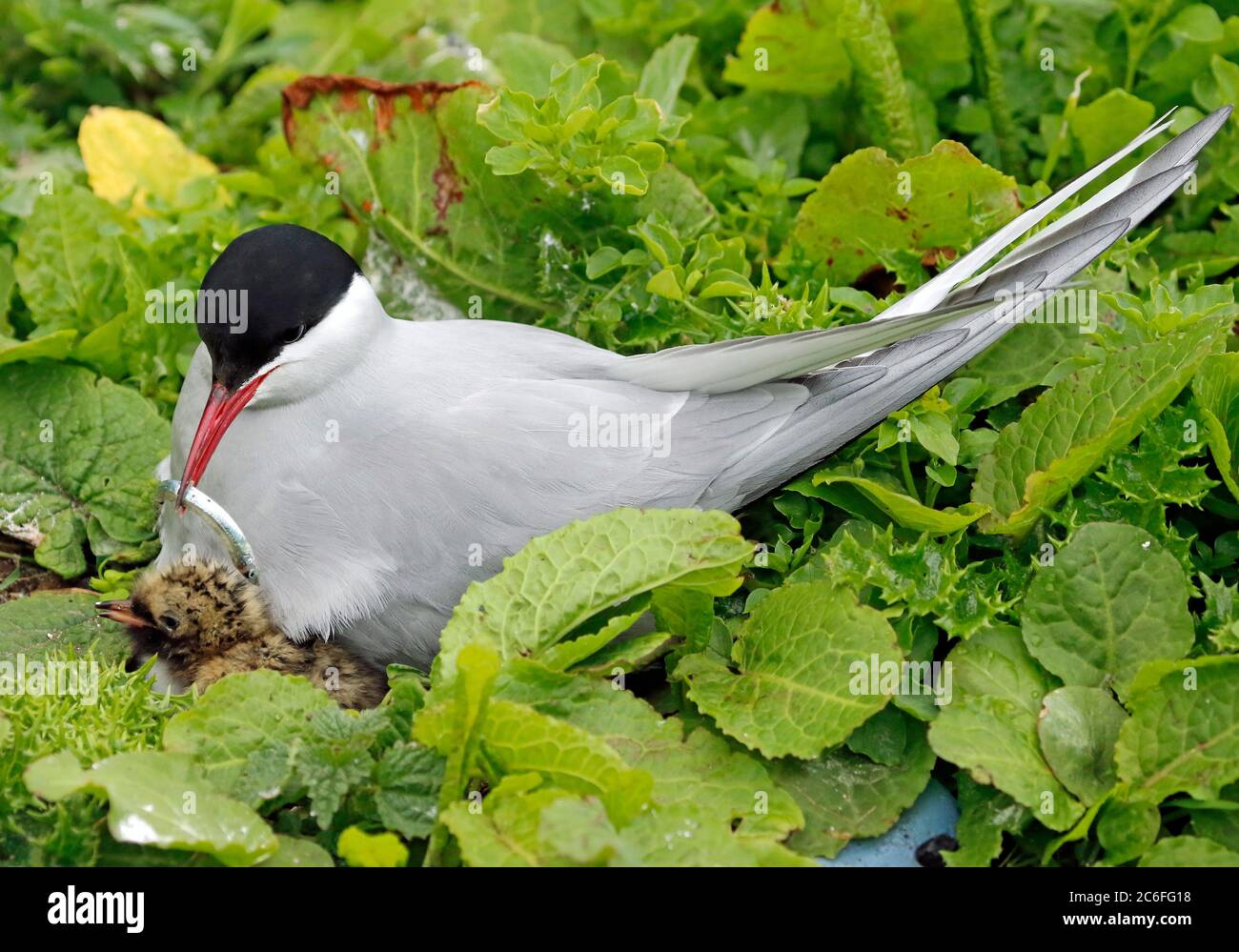 Arctic tern at nest site with chicks Stock Photo - Alamy