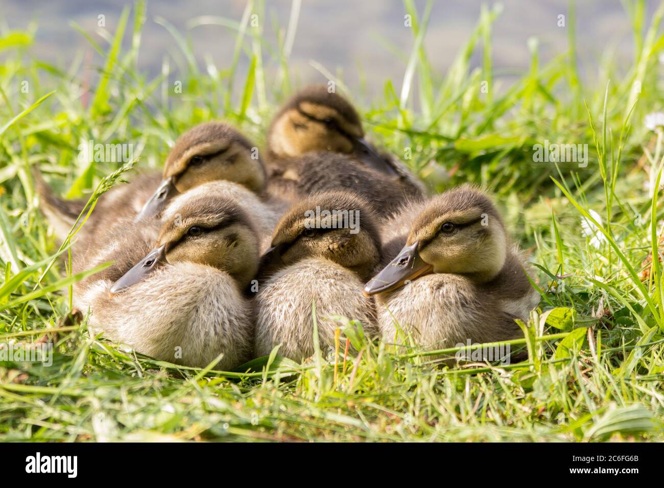 Cuddle puddle hi-res stock photography and images - Alamy