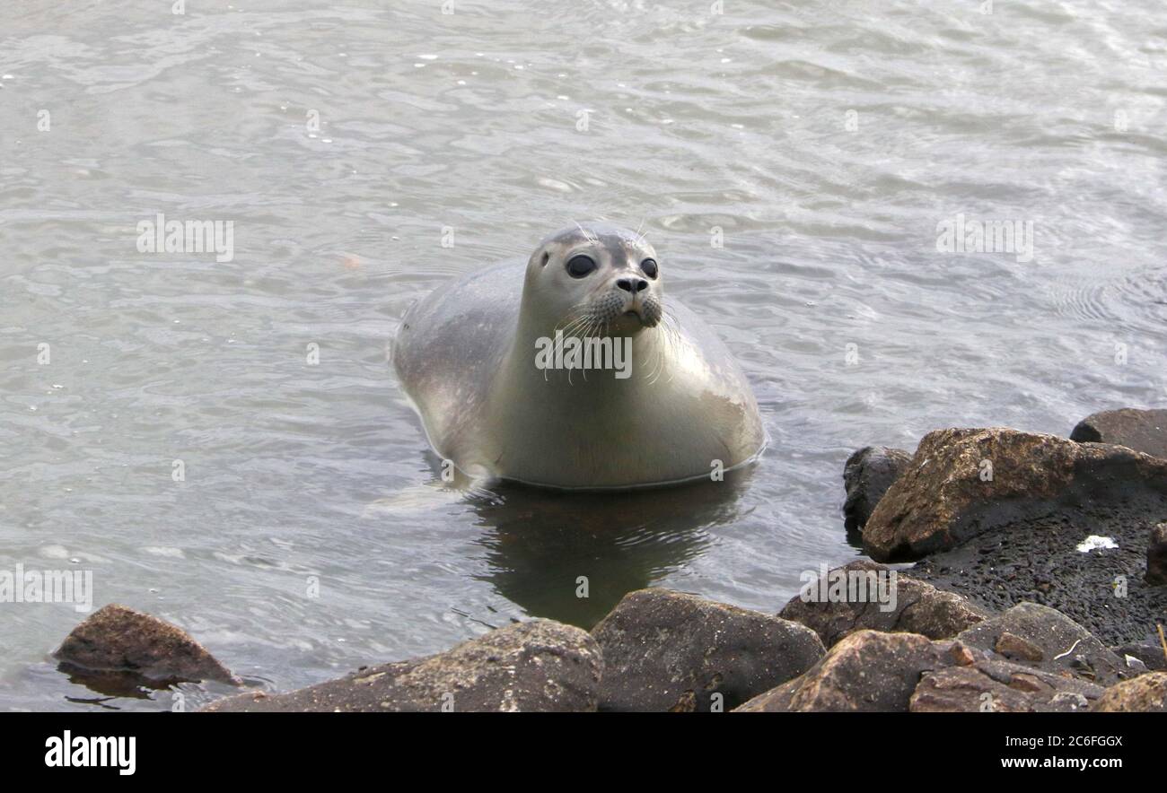 Meldorf, Germany. 09th July, 2020. The seal lady Mieke swims in the bay ...
