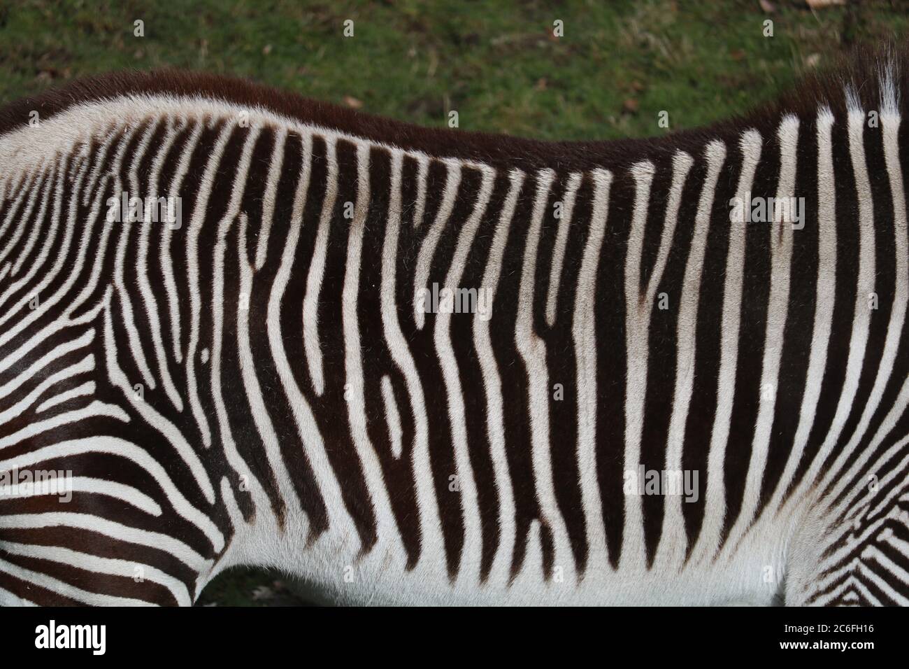 Zebras in edinburgh zoo hi-res stock photography and images - Alamy