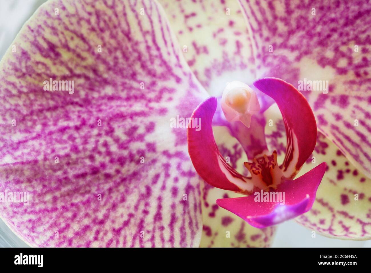 This macro shot of an orchid houseplant (Orchidaceae) (Phalaenopsis spp ...