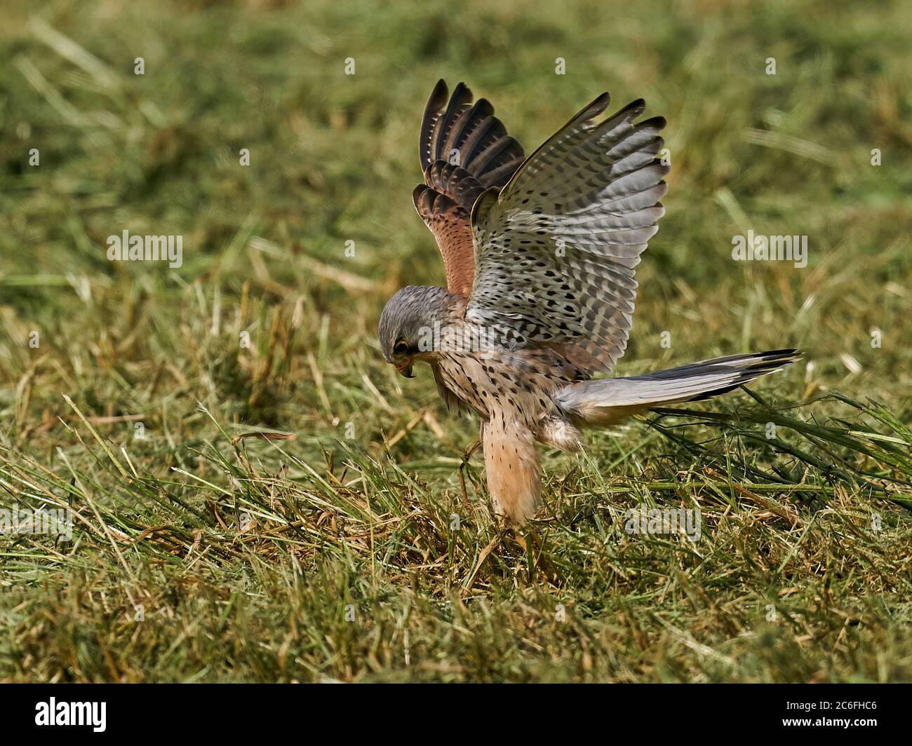 Common kestrel in its natural enviroment in Denmark Stock Photo - Alamy