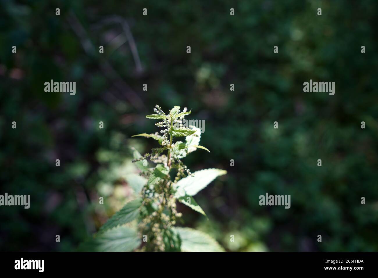The stinging nettle occurs almost everywhere in Germany and is an ...