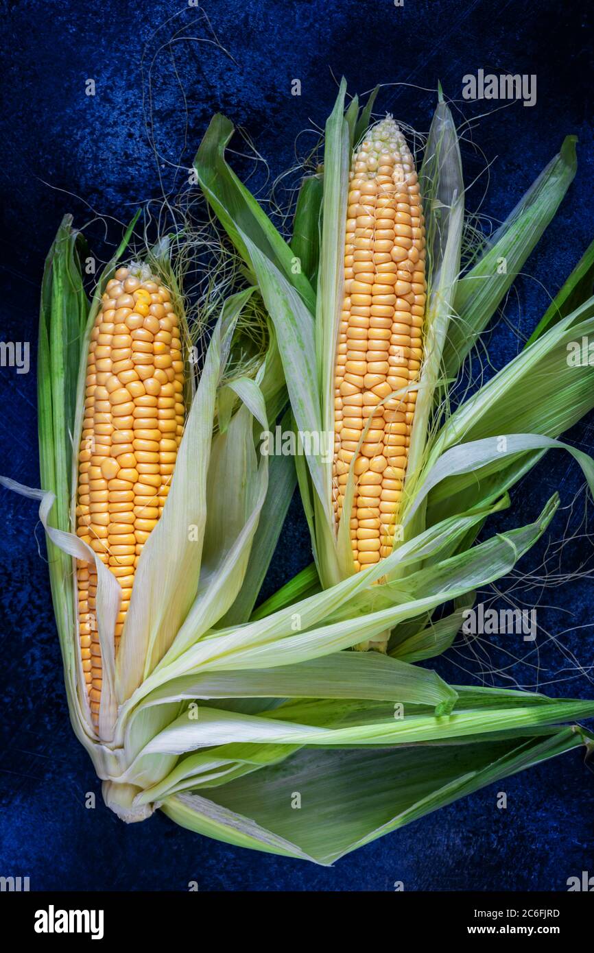 two cobs of young yellow corn with beautifully spread leaves on a dark ...