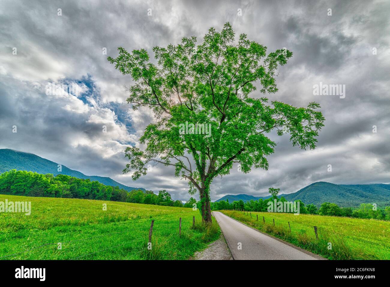 A beautiful horizontal shot of a Cades Cove tree in Springtime with a ...