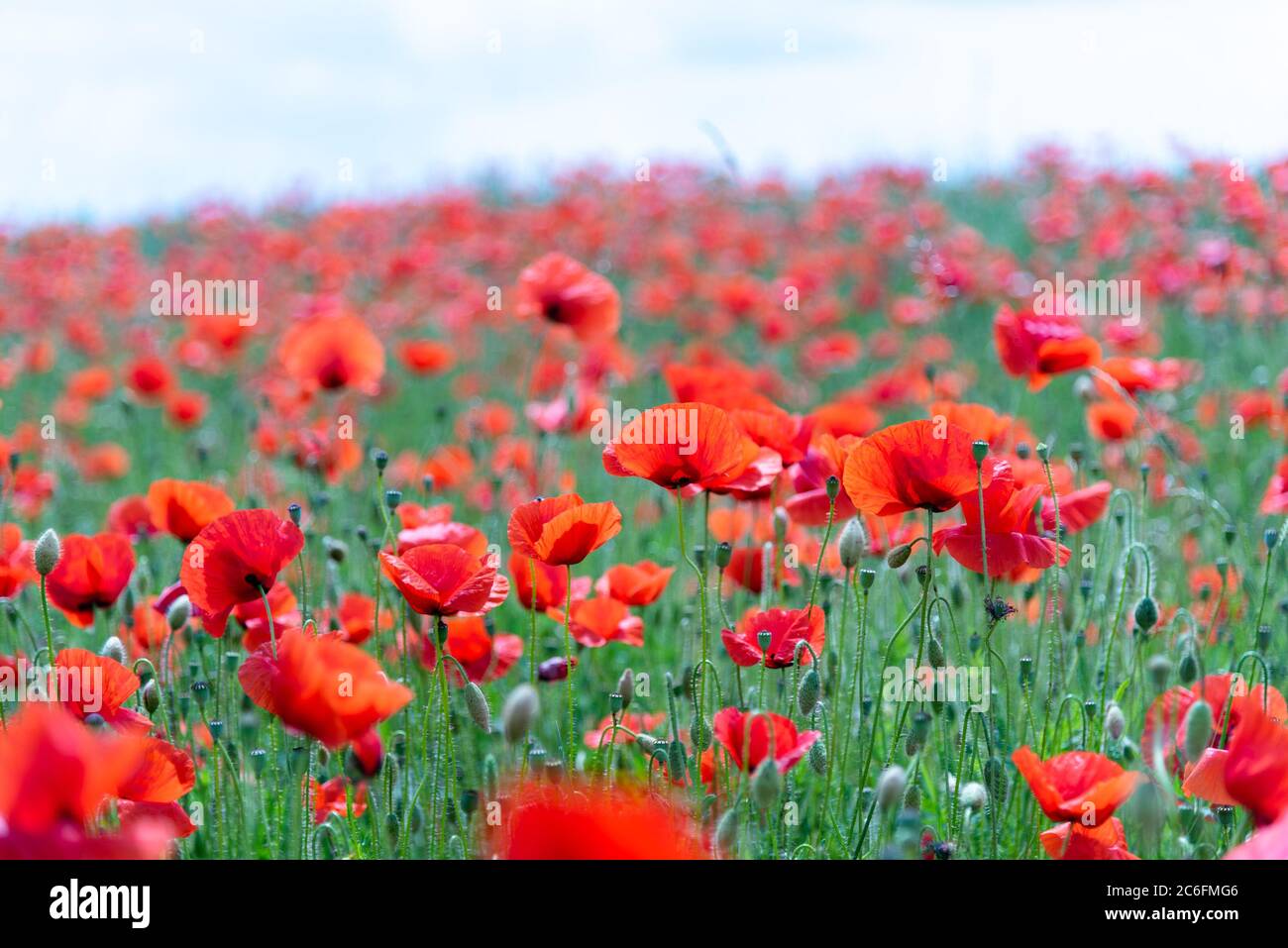 Red poppy flower field. Beautiful natural landscape Stock Photo - Alamy