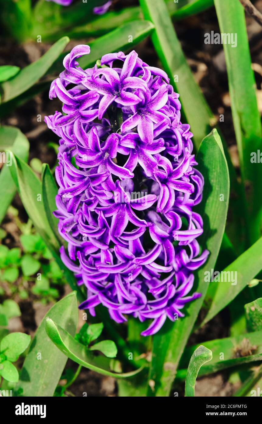 Closeup purple hyacinth flower Stock Photo - Alamy
