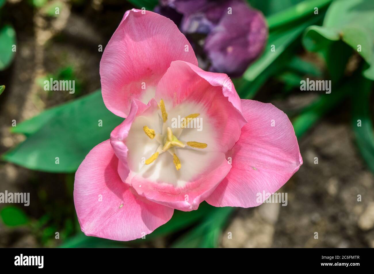Tulip stamen pistil macro hi-res stock photography and images - Alamy