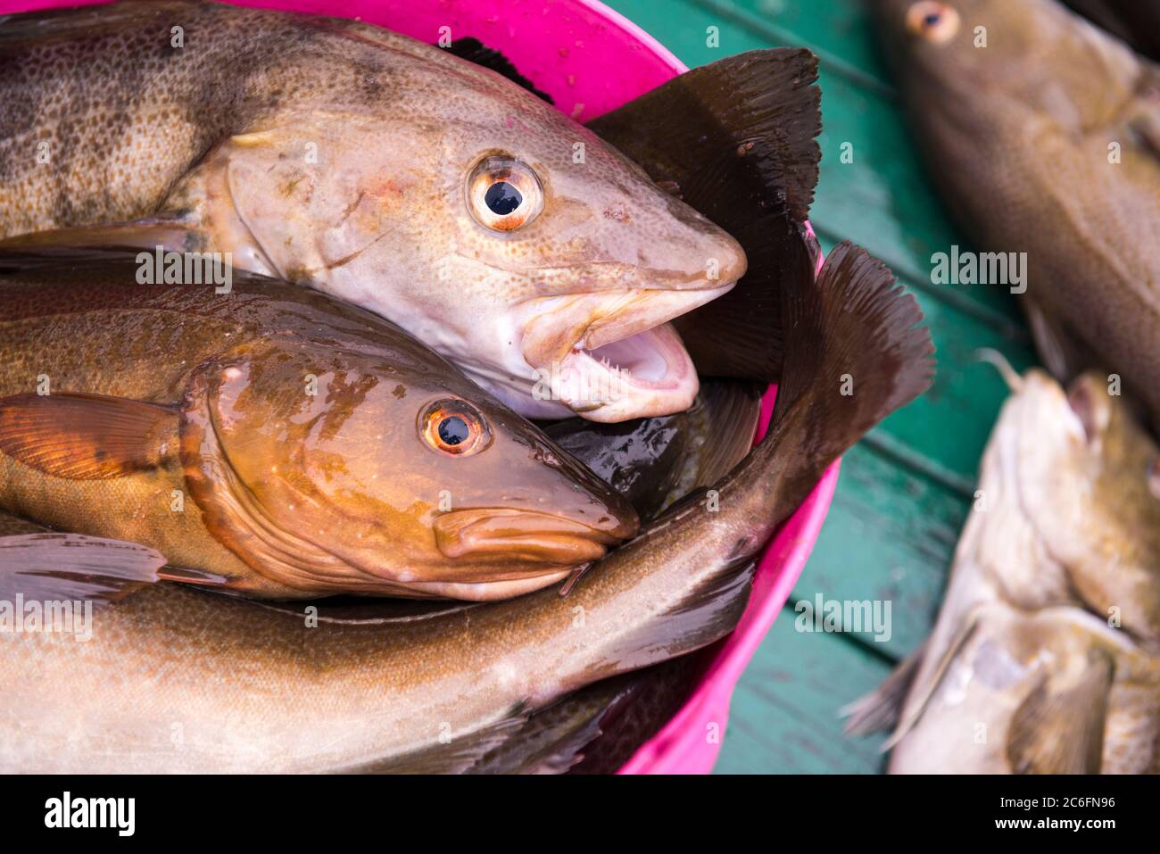 Haddock fishing hi-res stock photography and images - Alamy