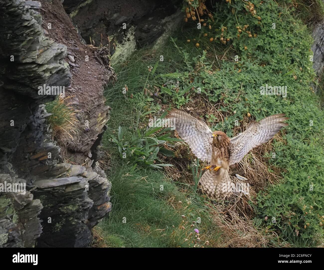 Female Kestrel with mouse, West Wales Stock Photo - Alamy