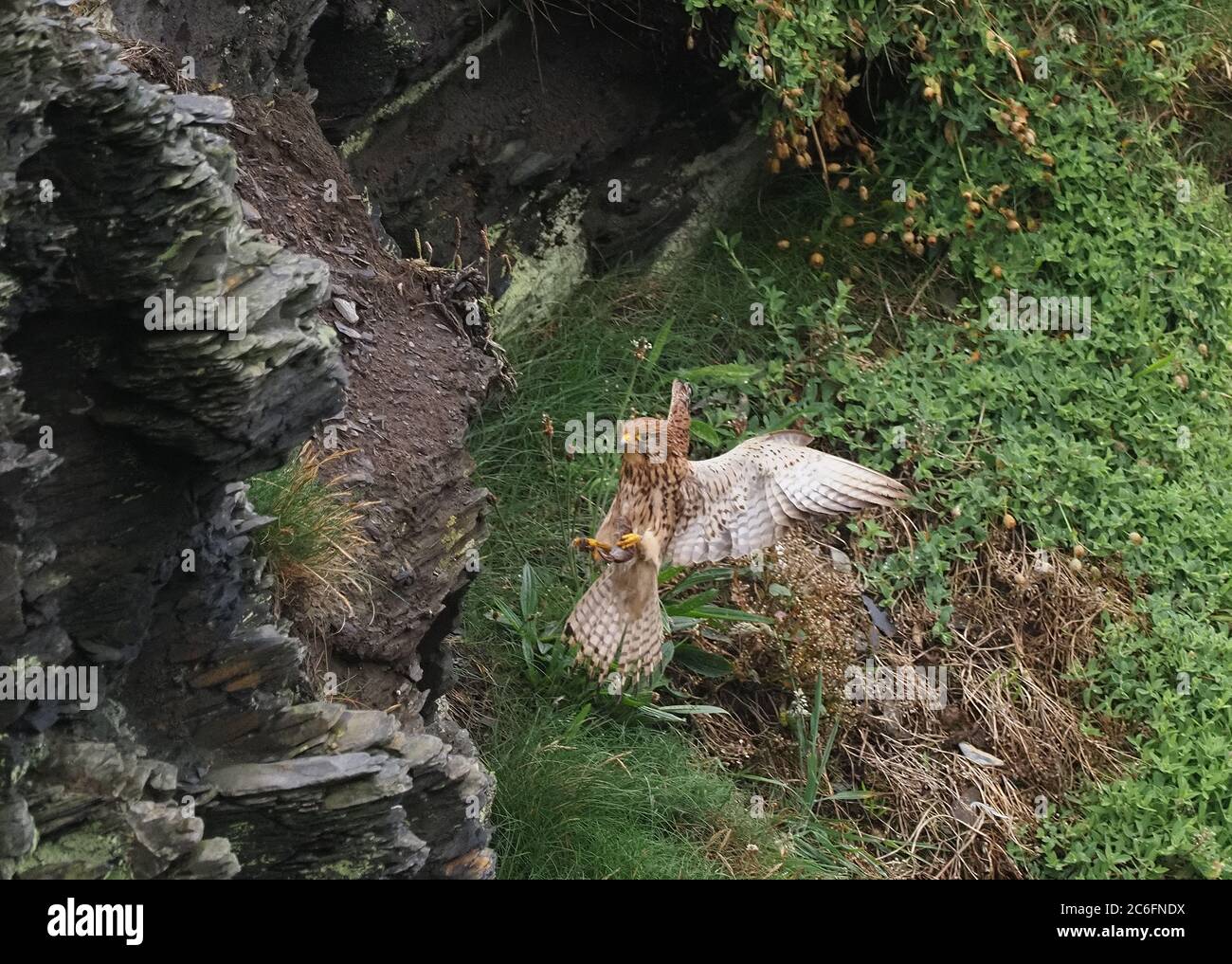 Female Kestrel with mouse, West Wales Stock Photo - Alamy