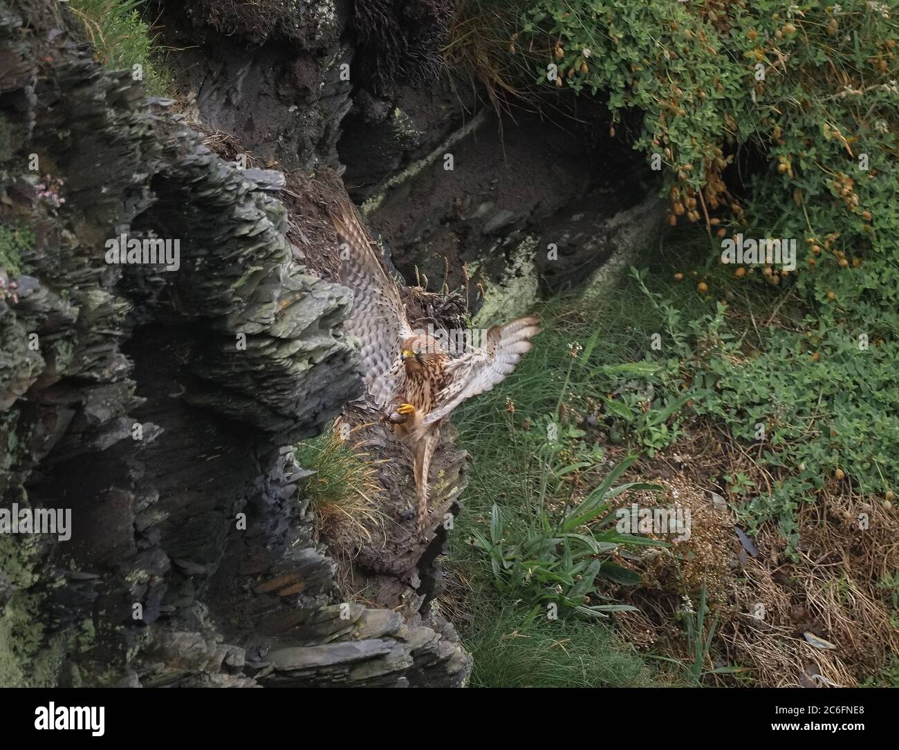 Female Kestrel with mouse, West Wales Stock Photo - Alamy