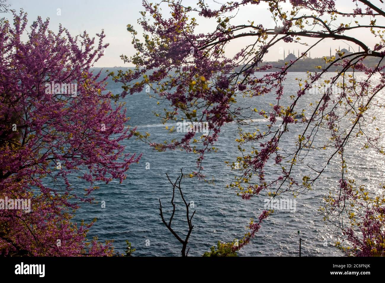 Flower of constantinople hi-res stock photography and images - Alamy