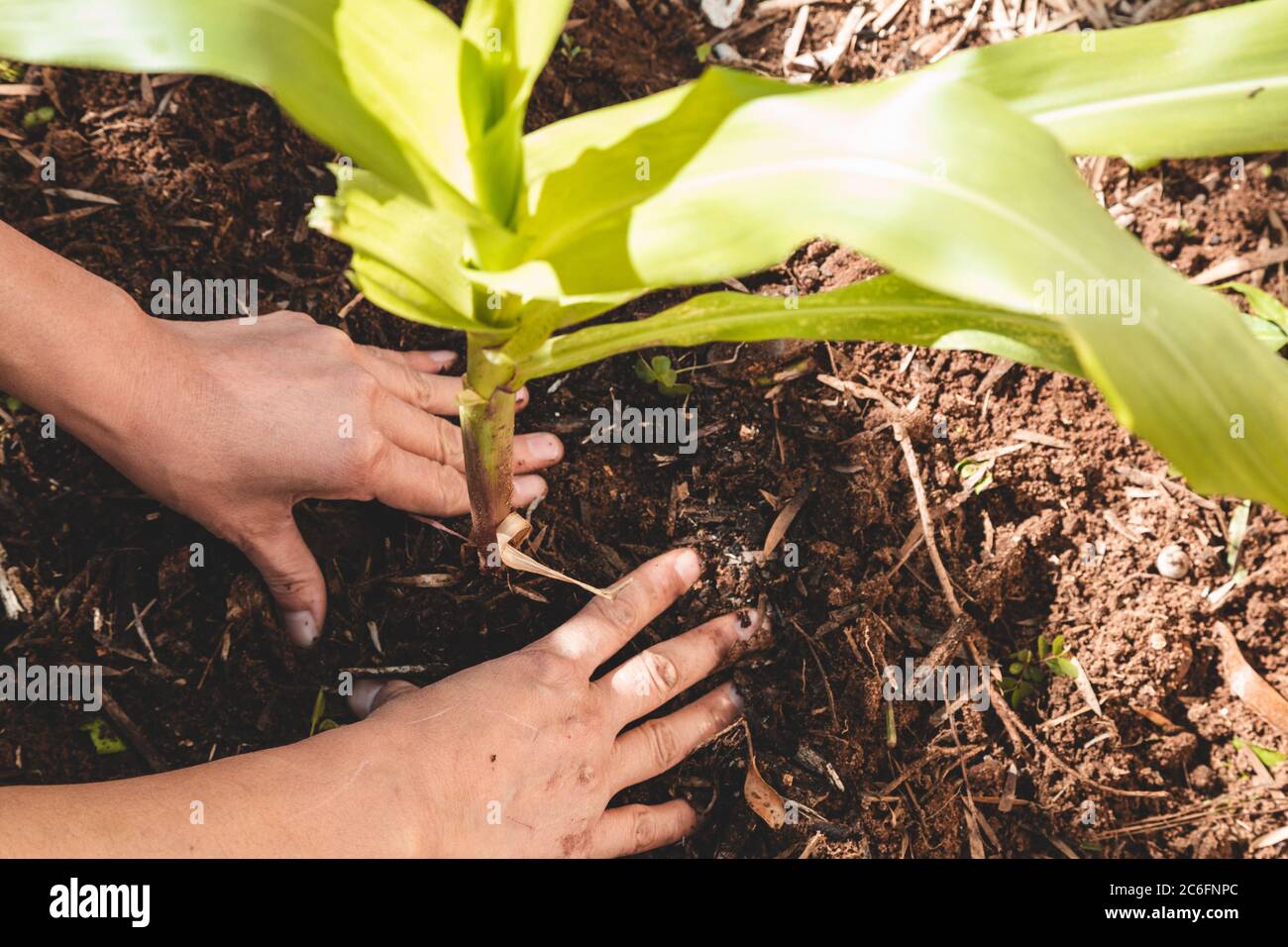 Maize plant mulch hi-res stock photography and images - Alamy