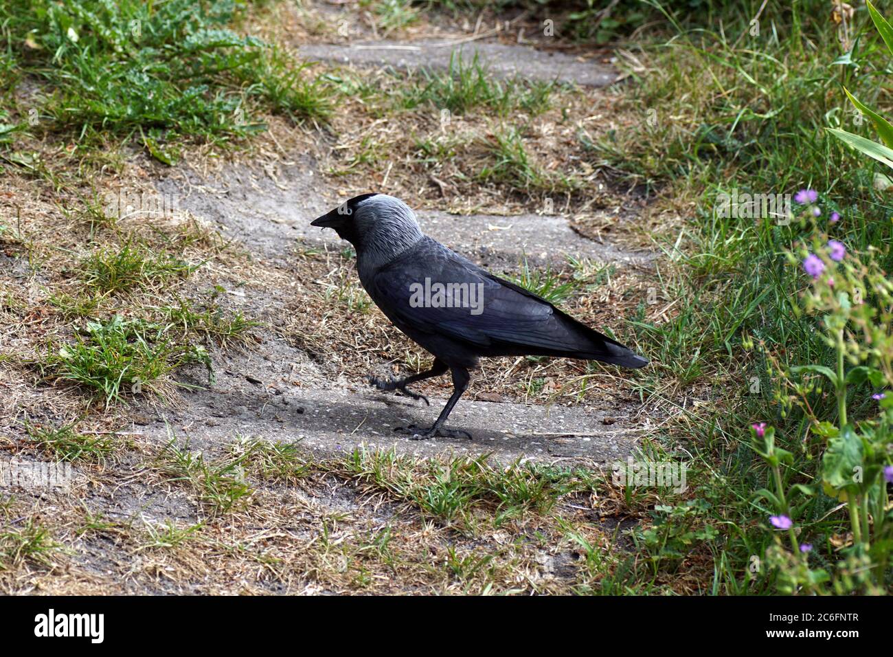 Crow family corvidae hi-res stock photography and images - Alamy