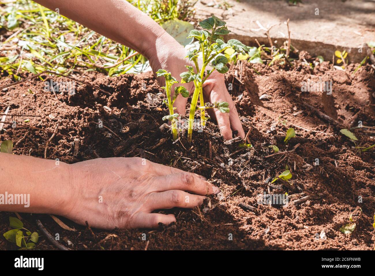 Garden mulch hands hi-res stock photography and images - Alamy