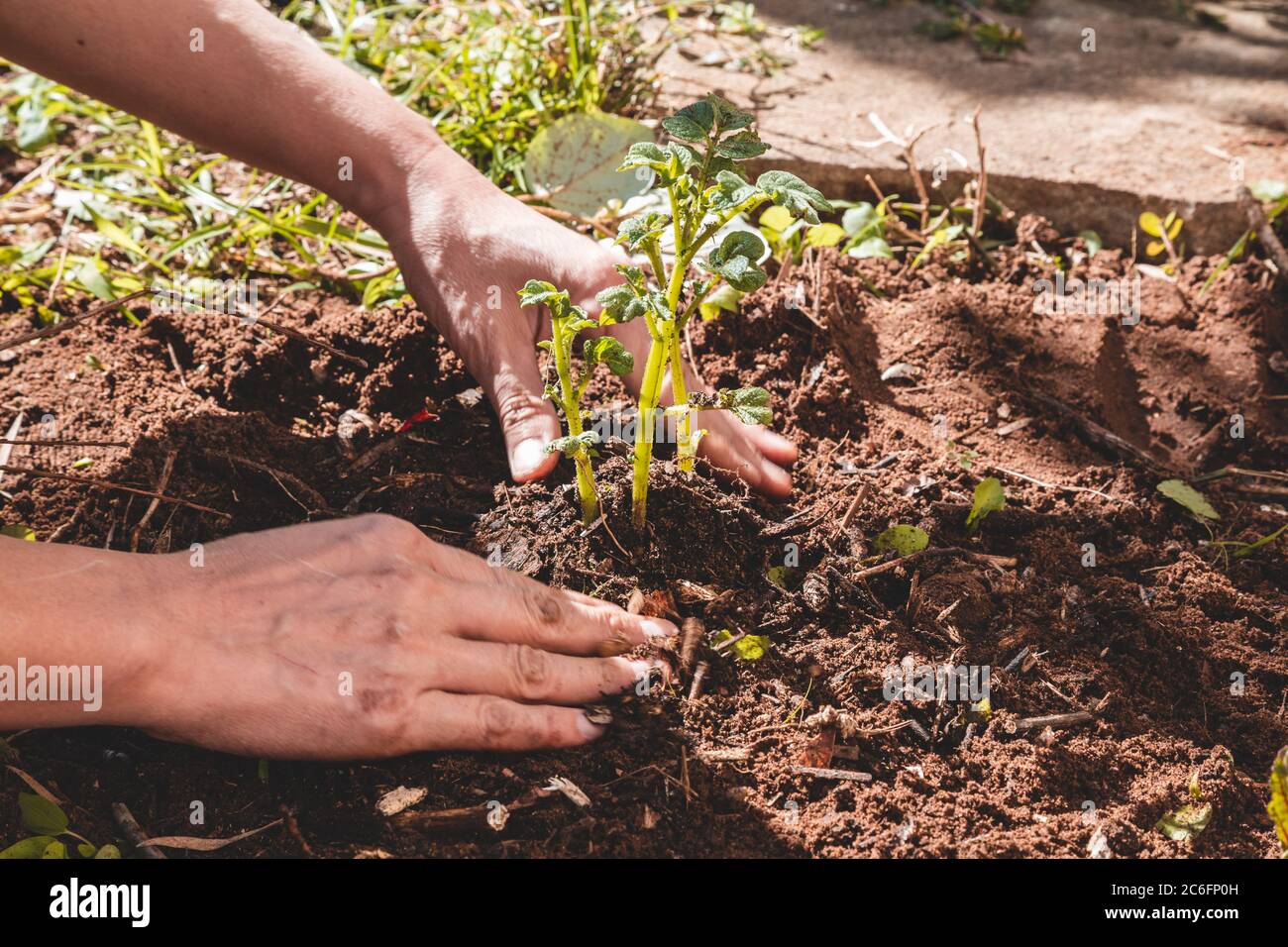 Garden mulch hands hi-res stock photography and images - Alamy