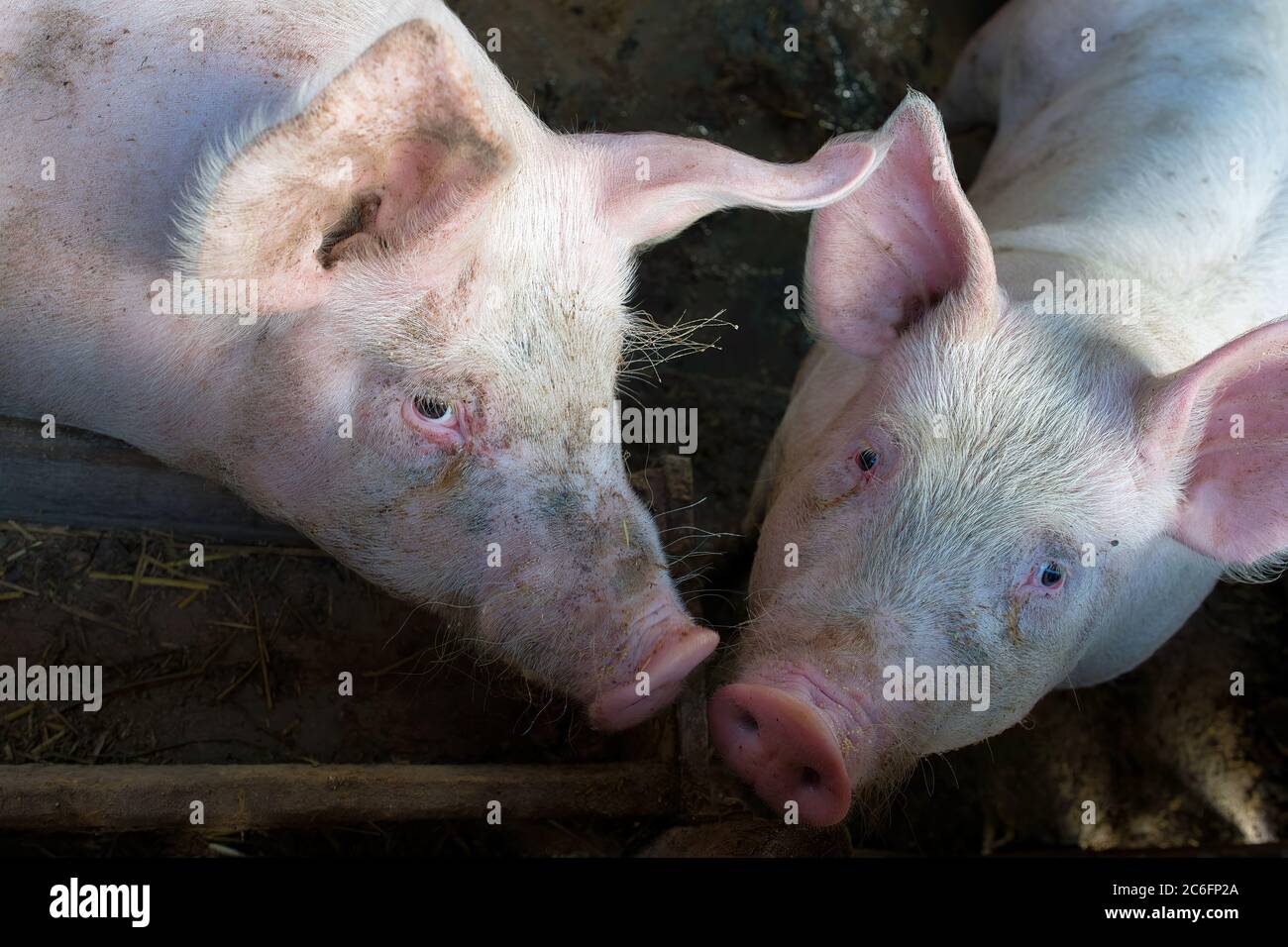 Dirty pigs hi-res stock photography and images - Alamy