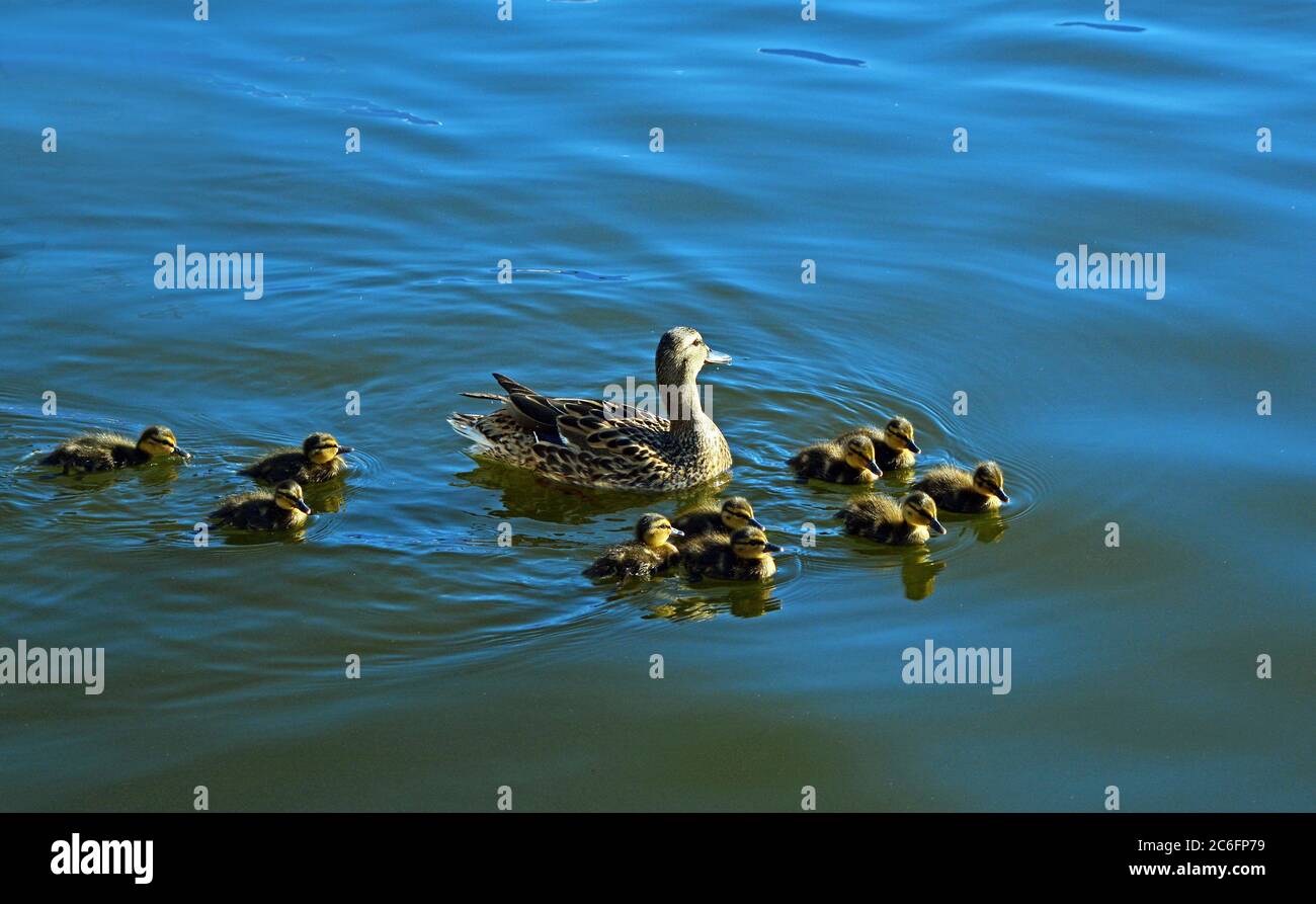 Duck with ducklings floating on the river Stock Photo - Alamy