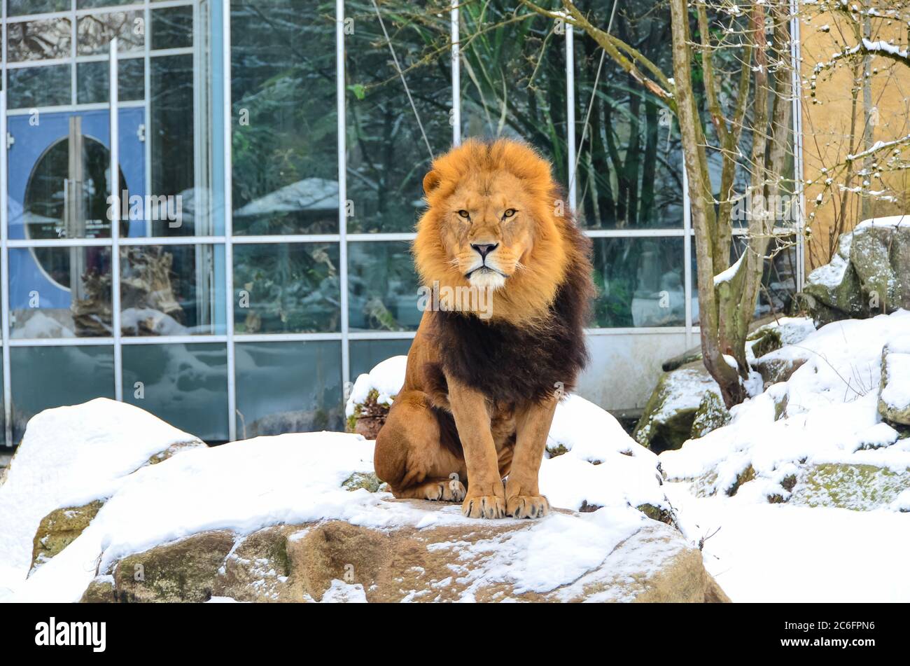 Lion at zoo in snowy weather Stock Photo - Alamy