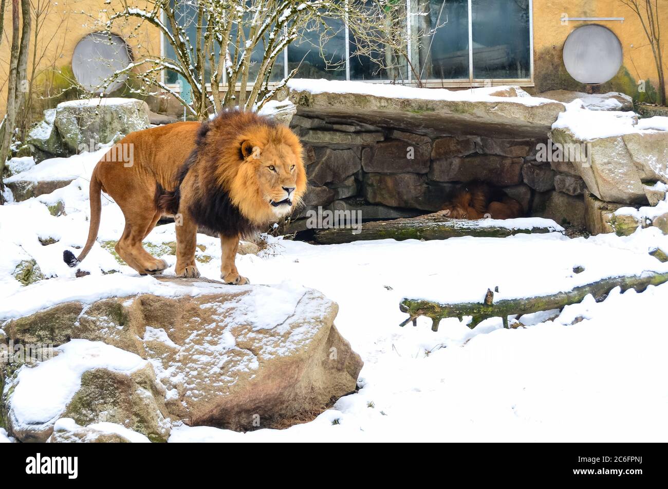 Lion snow africa hi-res stock photography and images - Alamy