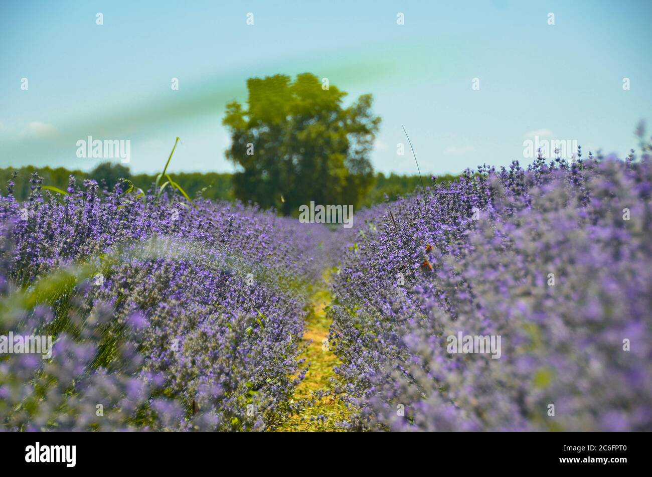 Lavender field of Edirne city, Turkey Stock Photo - Alamy