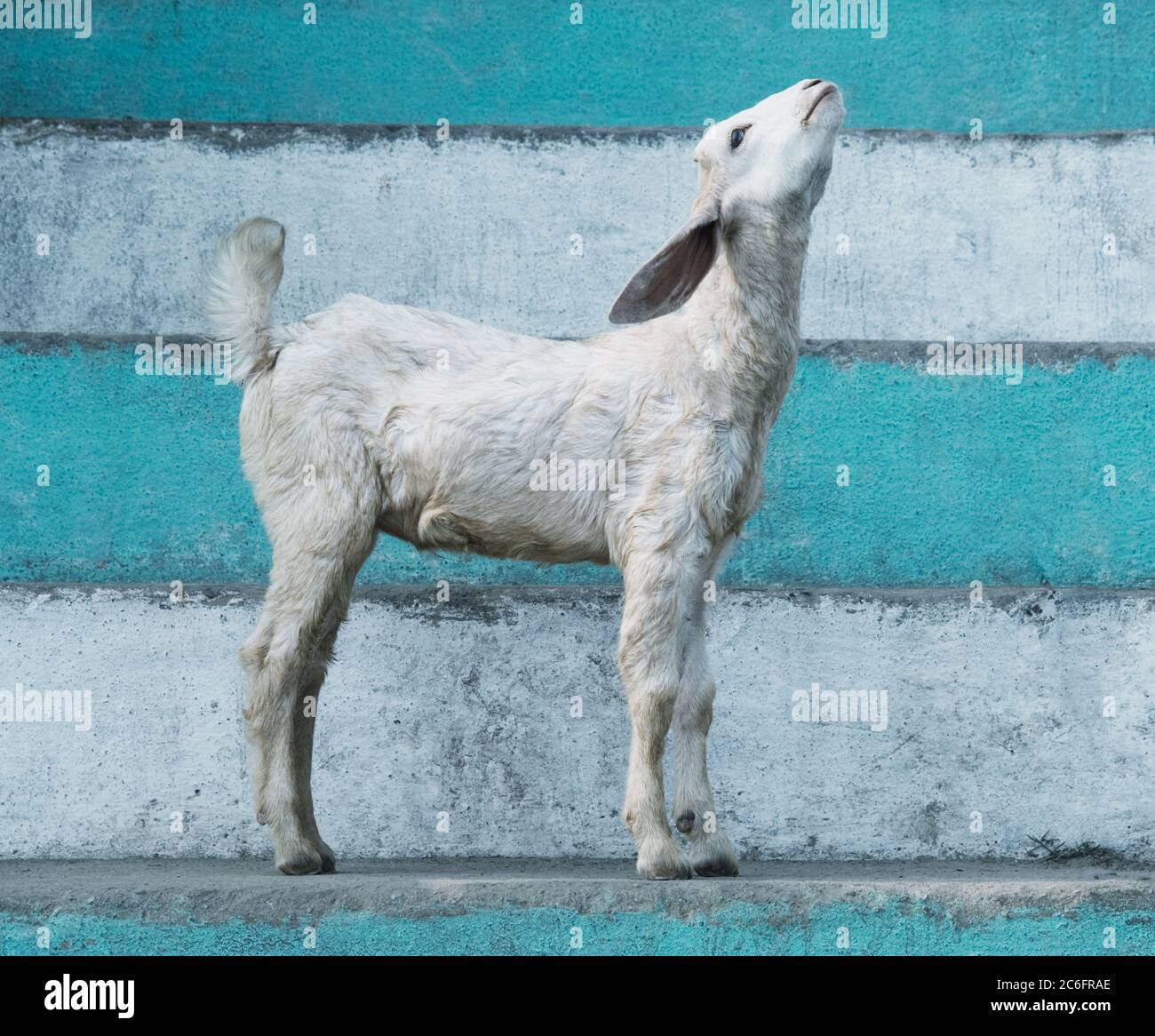 White goat on steps by Ganges river, Varanasi, India Stock Photo - Alamy