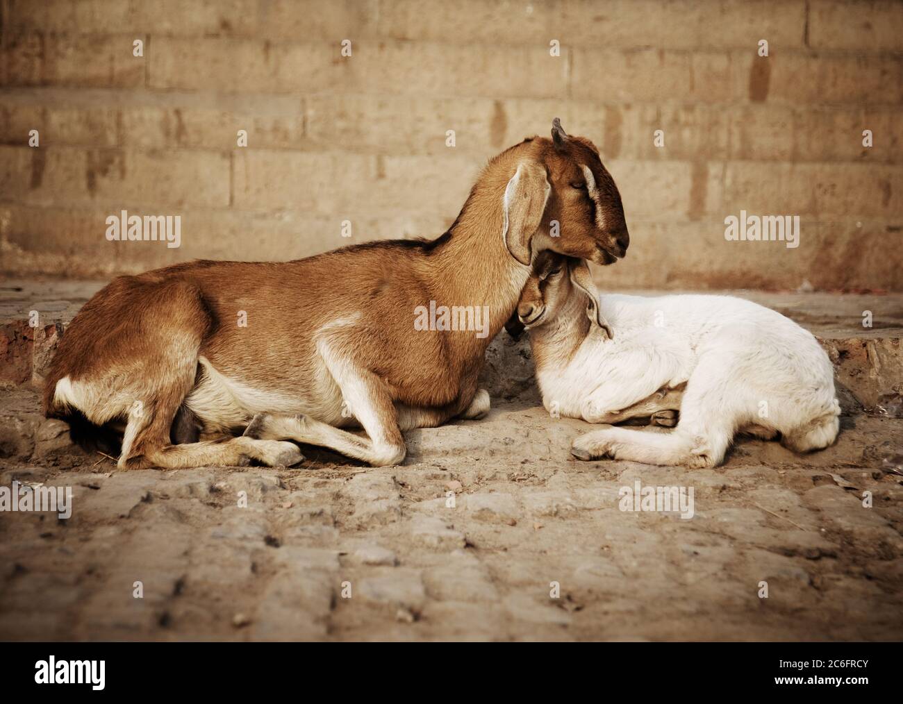 Baby goat mother hi-res stock photography and images - Alamy