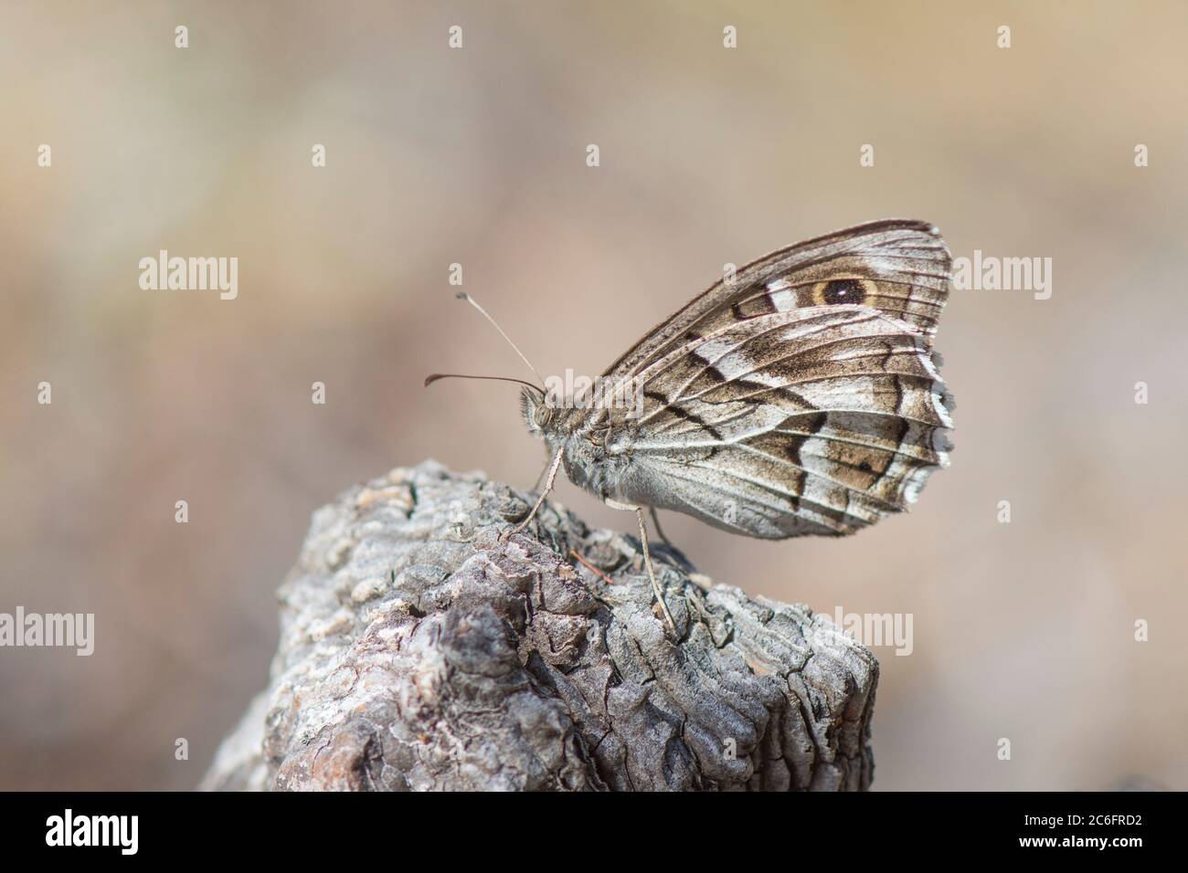 Striped grayling hi-res stock photography and images - Alamy