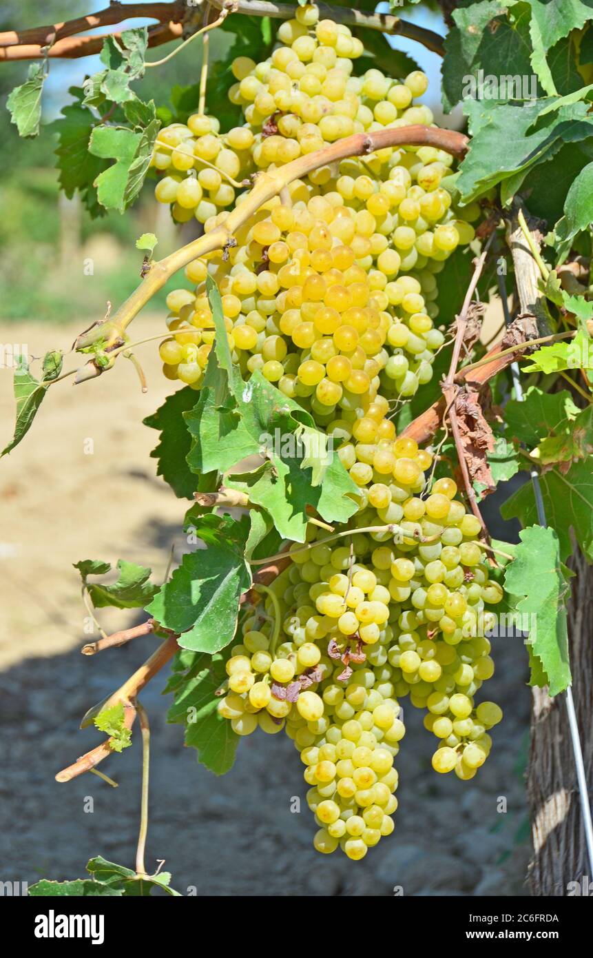 White grapes in vineyard Stock Photo - Alamy