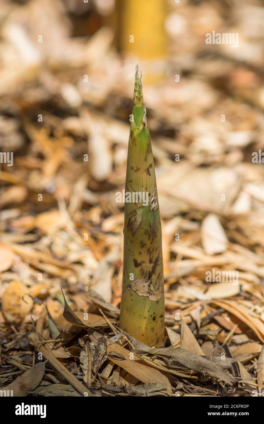 Bamboo shoots, close up in a bamboo forest Stock Photo - Alamy
