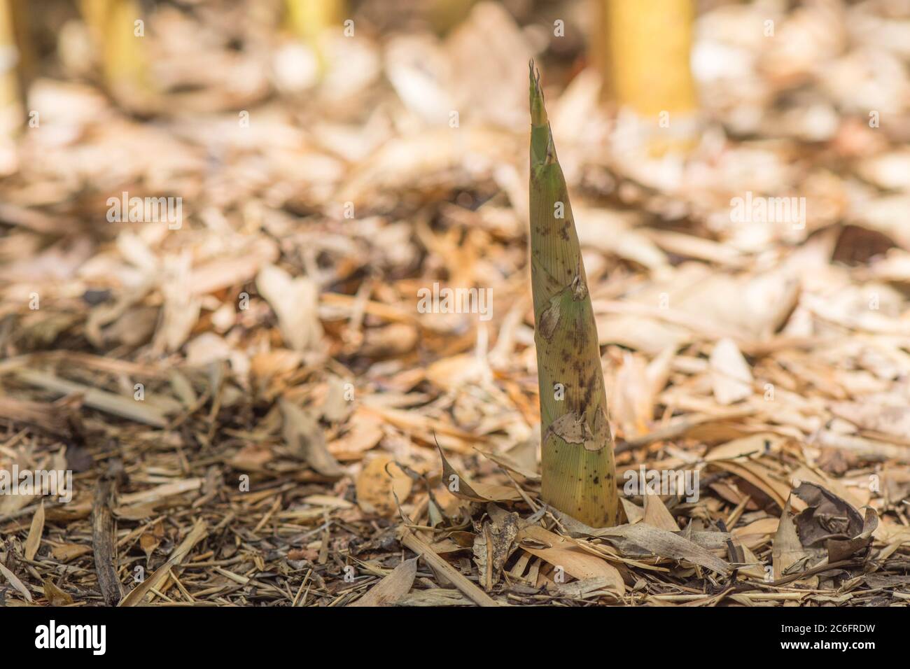 Cane shoots hi-res stock photography and images - Alamy