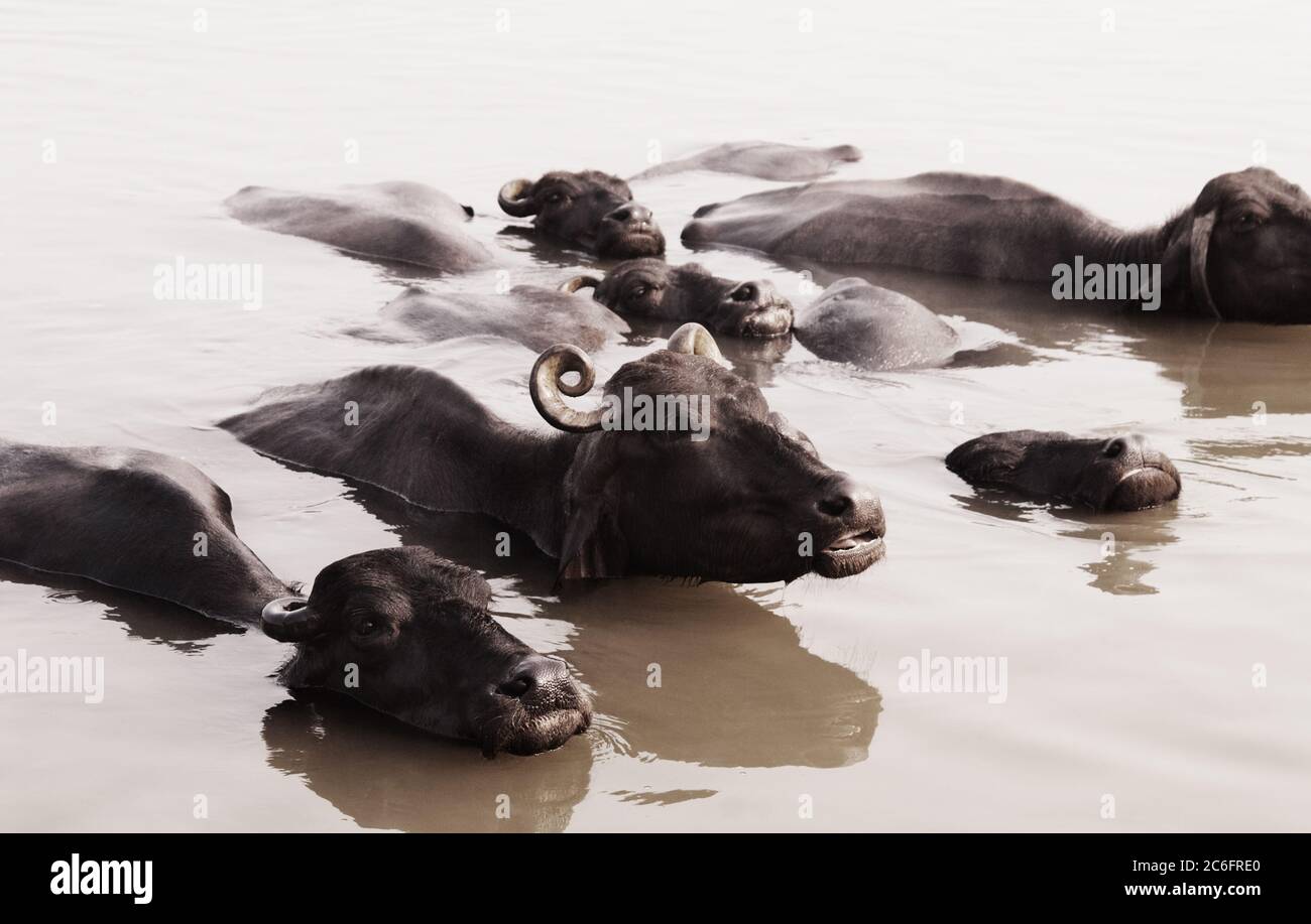 India water buffalo hi-res stock photography and images - Alamy