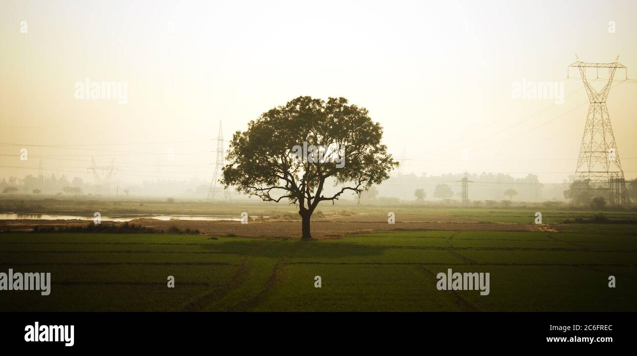 tree in the fog, Varanasi, India Stock Photo - Alamy