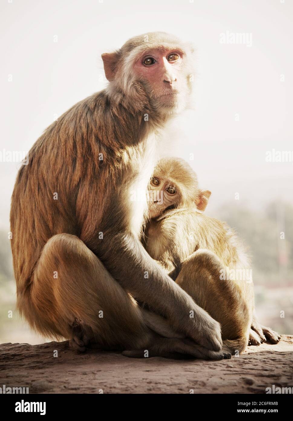 Mother and child Rhesus macaque monkeys, Agra, India Stock Photo - Alamy