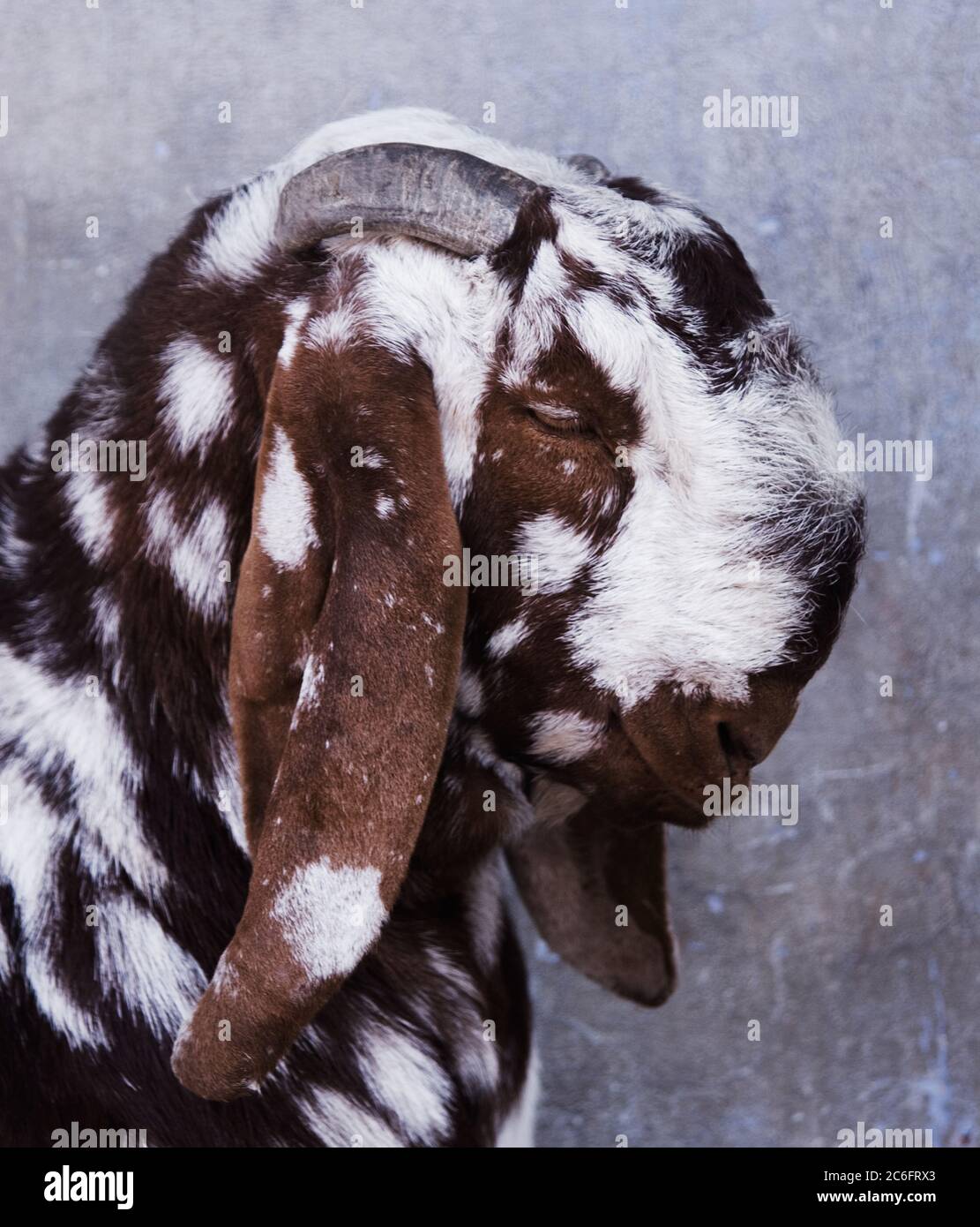 Brown and white spotted goat in front of a blue wall , Jaipur, India ...