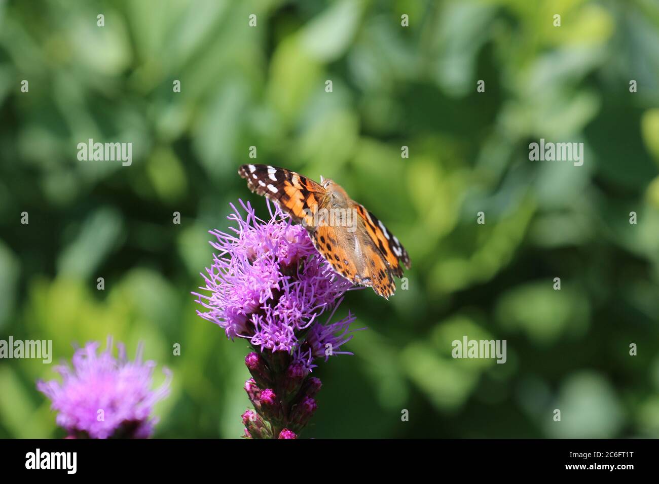 Close up of a Painted Lady Butterfly with wings open sitting on a ...