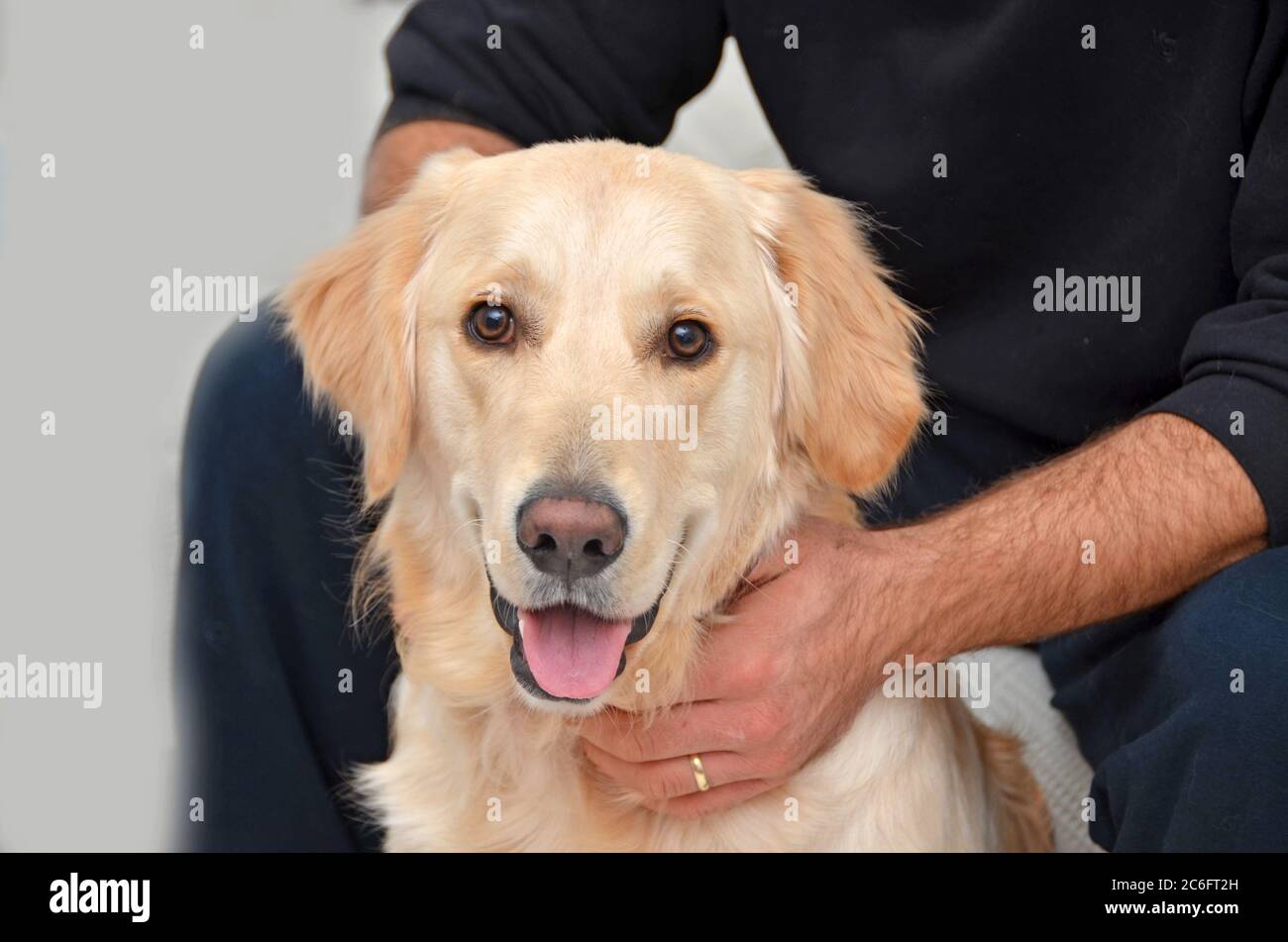 Golden retriever stays with his owner Stock Photo - Alamy