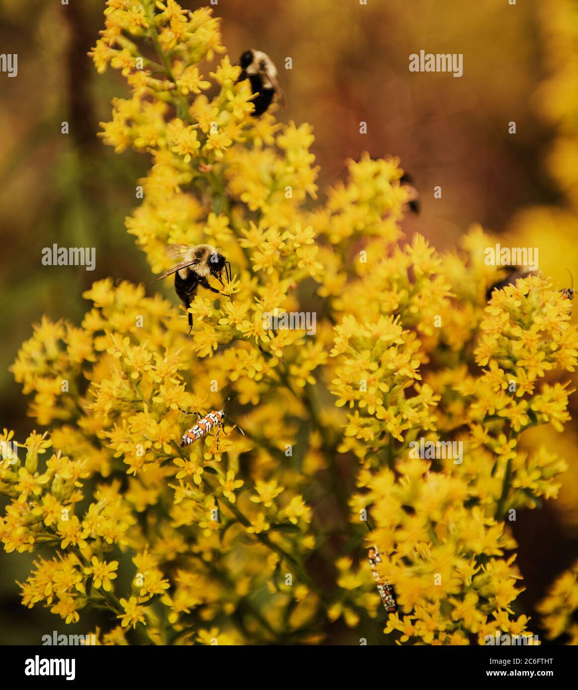 Bee on yellow flower hi-res stock photography and images - Alamy