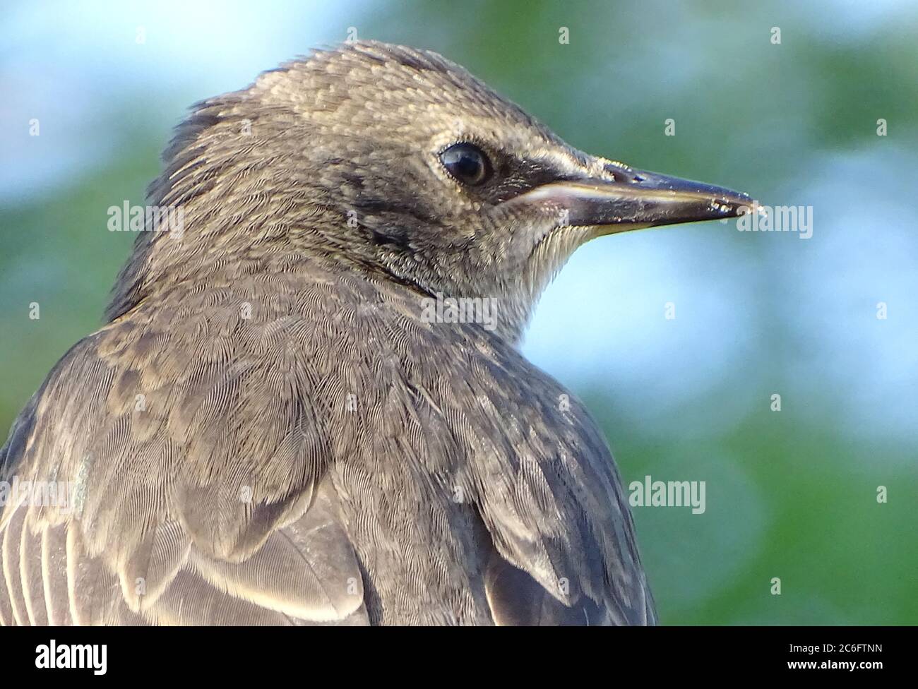 Female common starling hi-res stock photography and images - Alamy