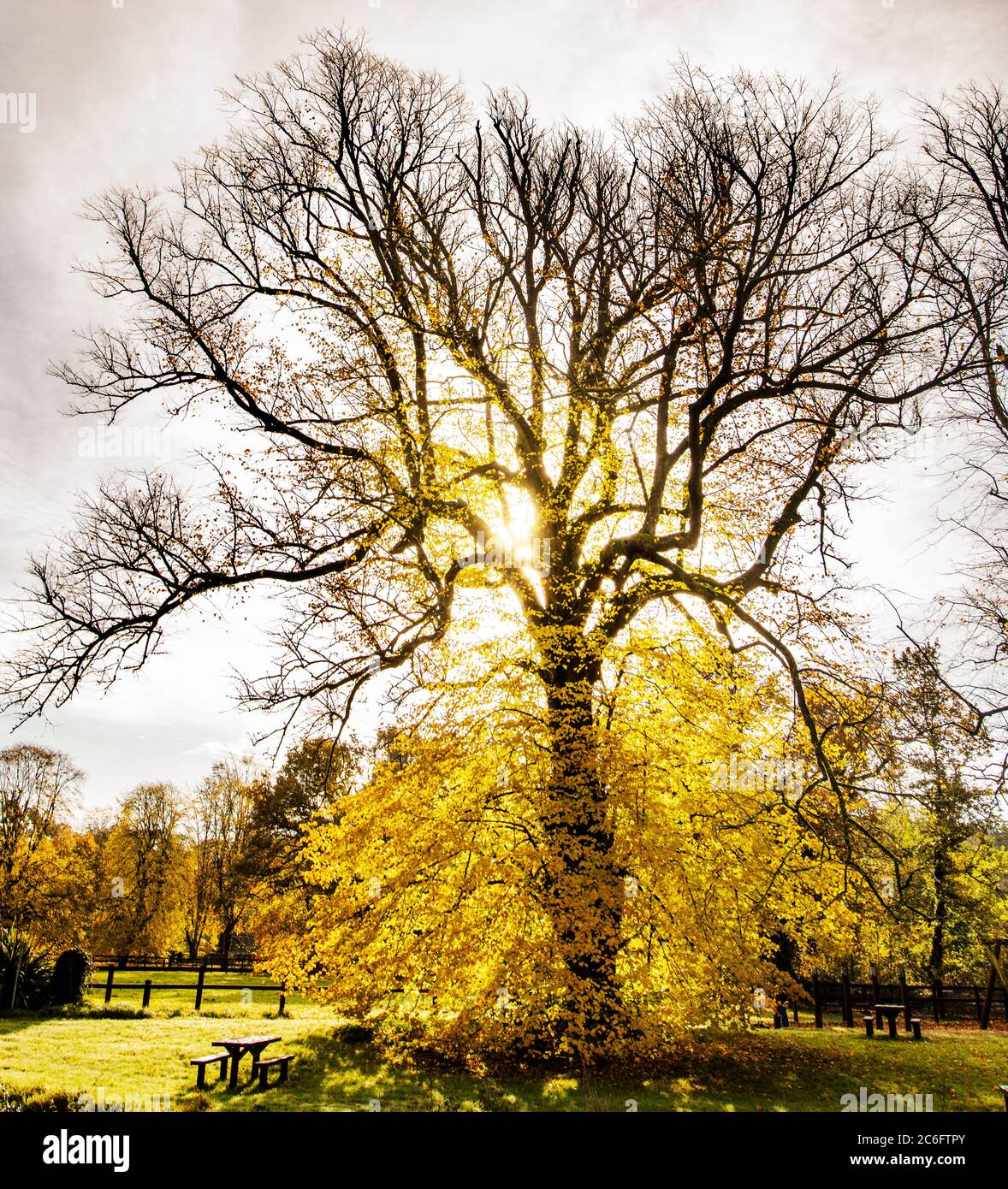 Autumn trees ireland hi-res stock photography and images - Alamy