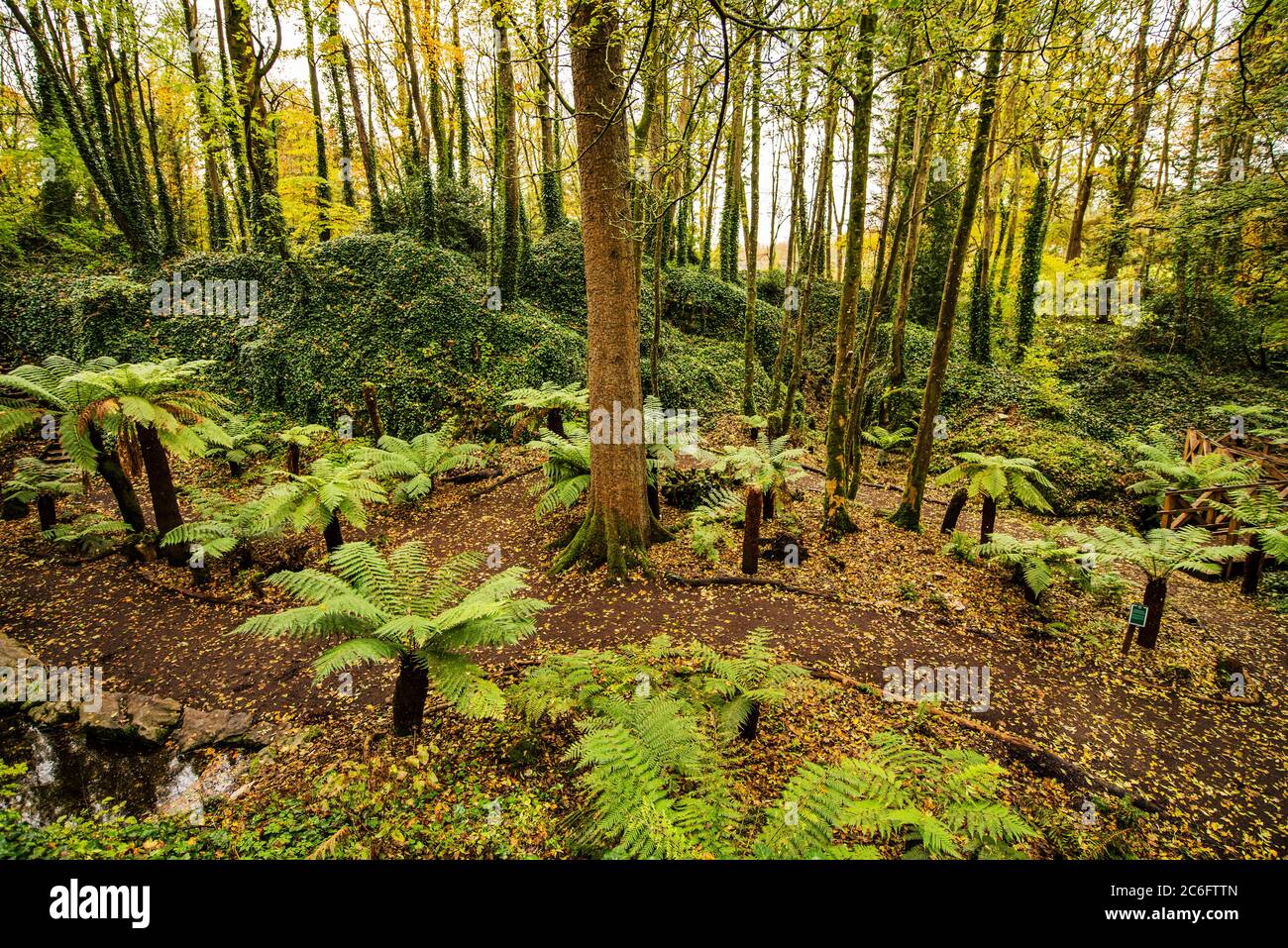 Forest in Cork, Ireland Stock Photo - Alamy