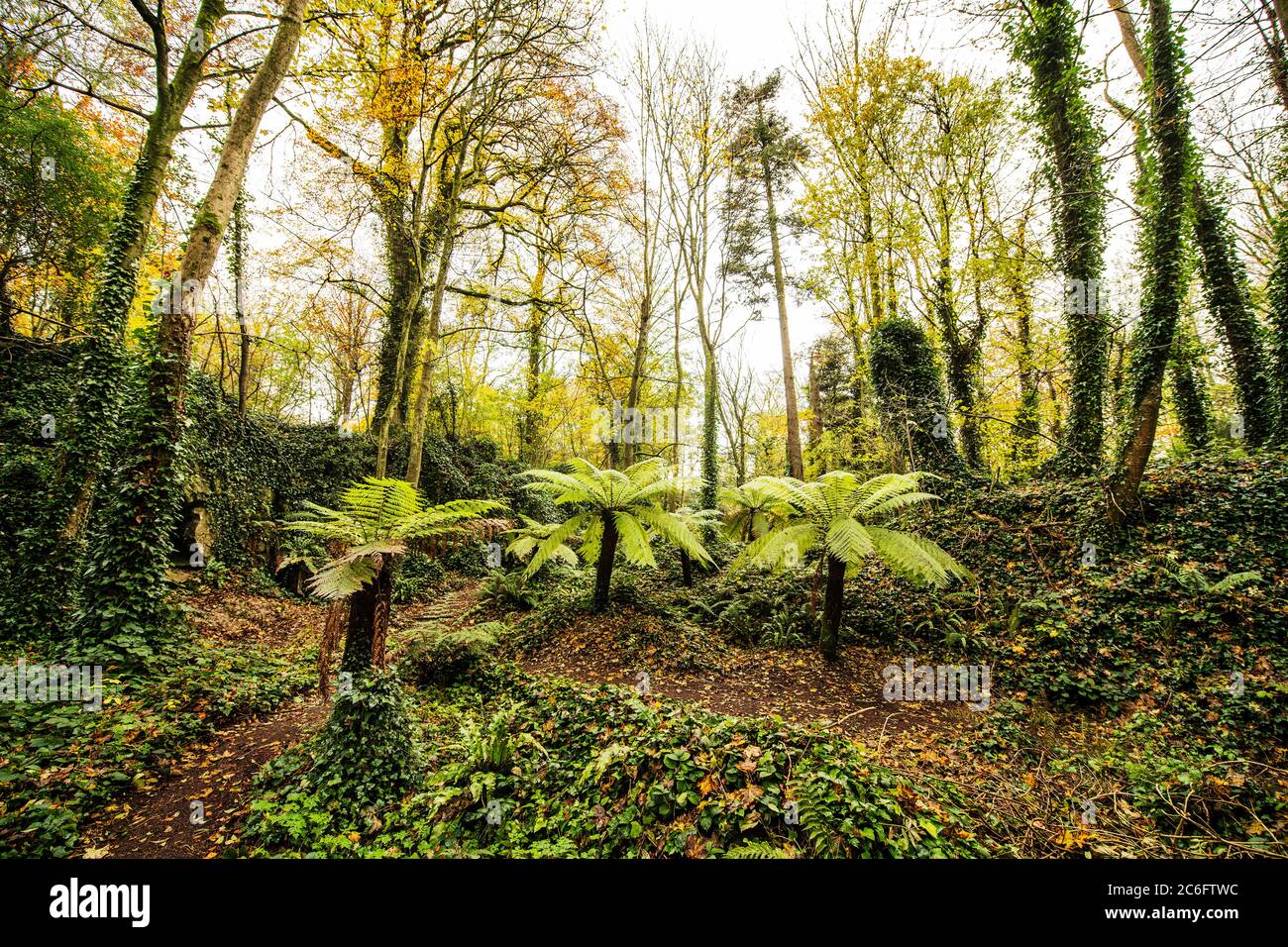 Autumn trees ireland hi-res stock photography and images - Alamy