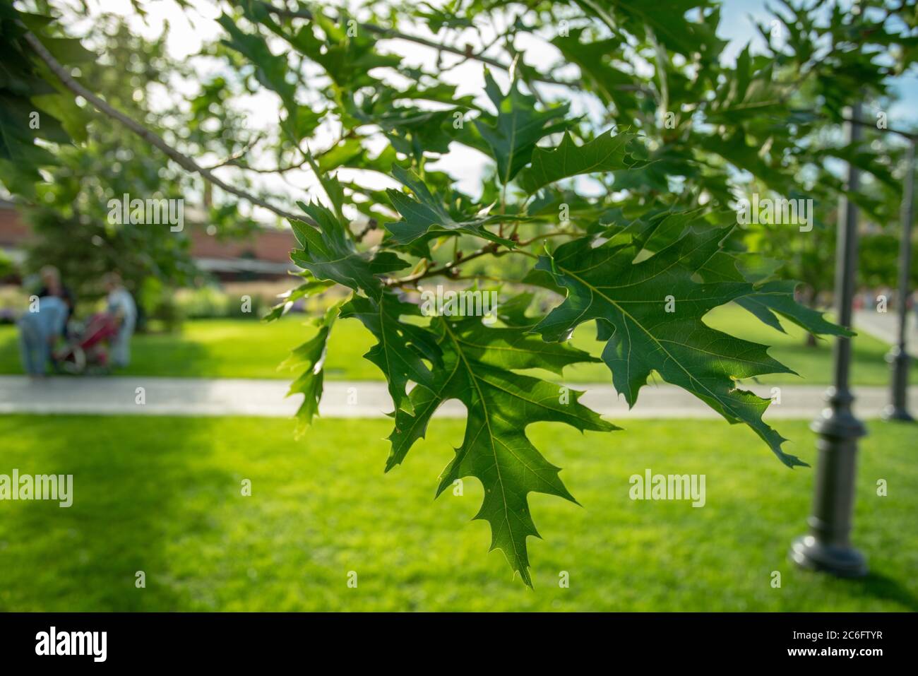 Sharp Edges Leaves High Resolution Stock Photography and Images - Alamy