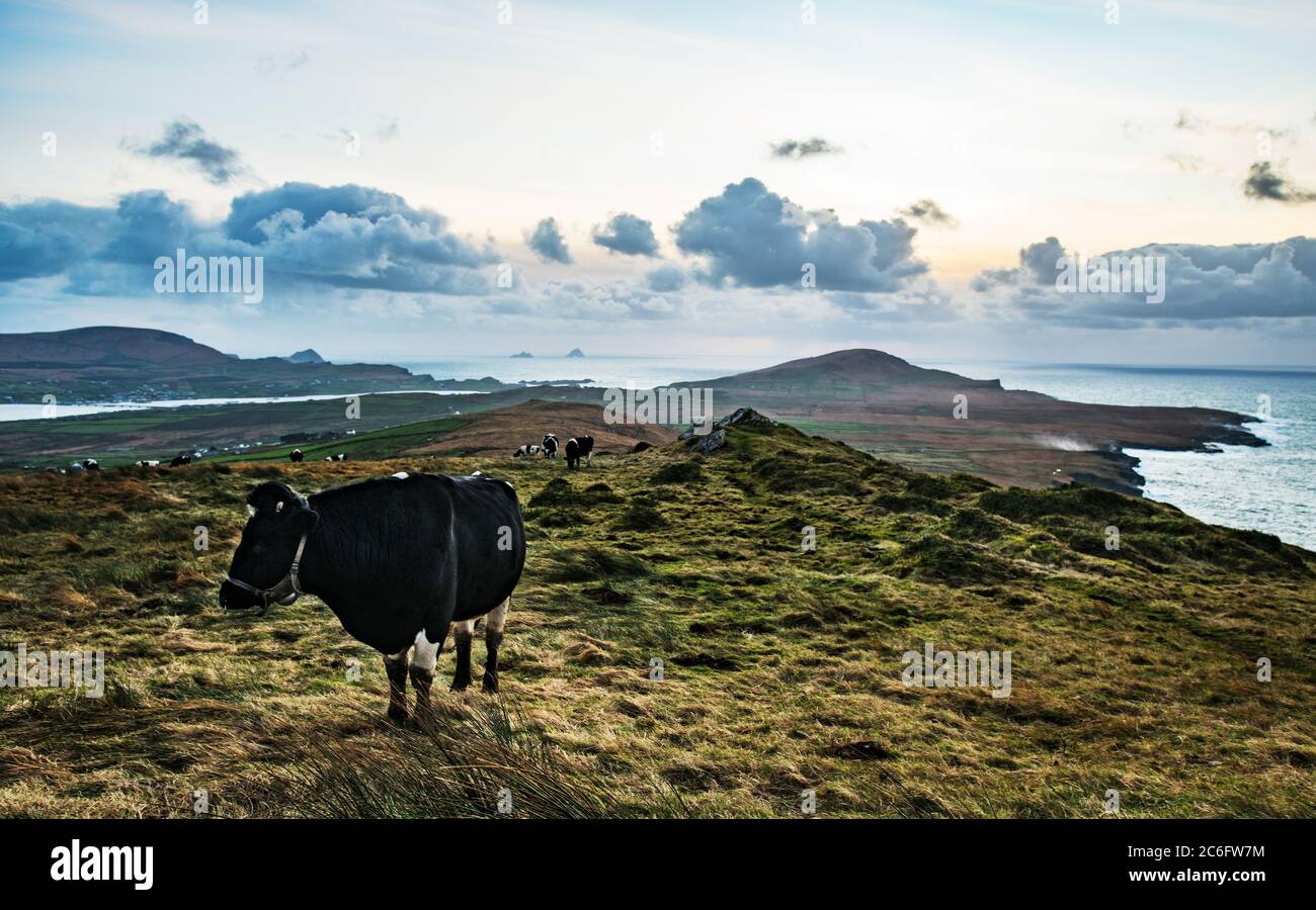 Island cows hi-res stock photography and images - Alamy